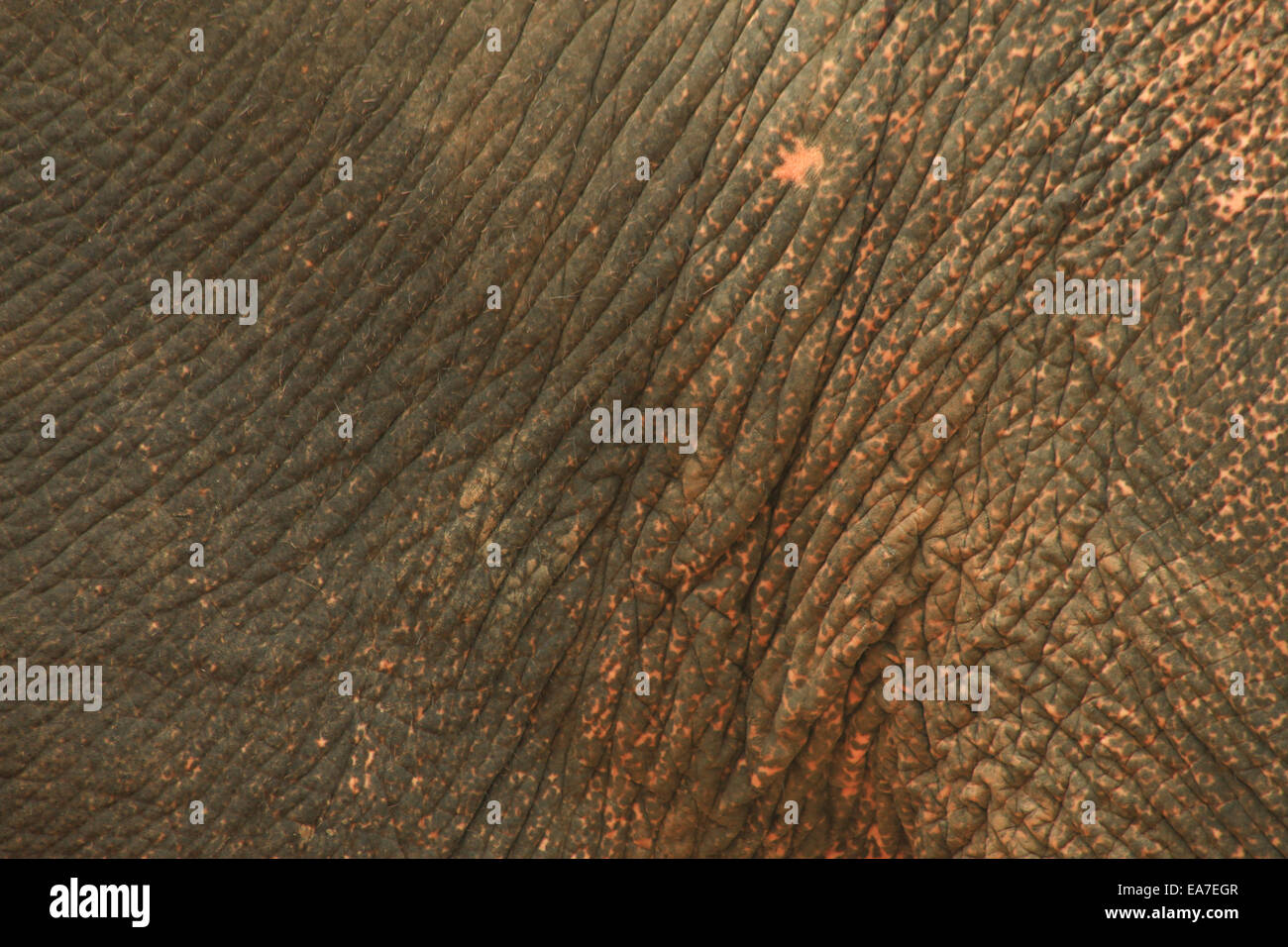 Elephant skin texture Stock Photo - Alamy