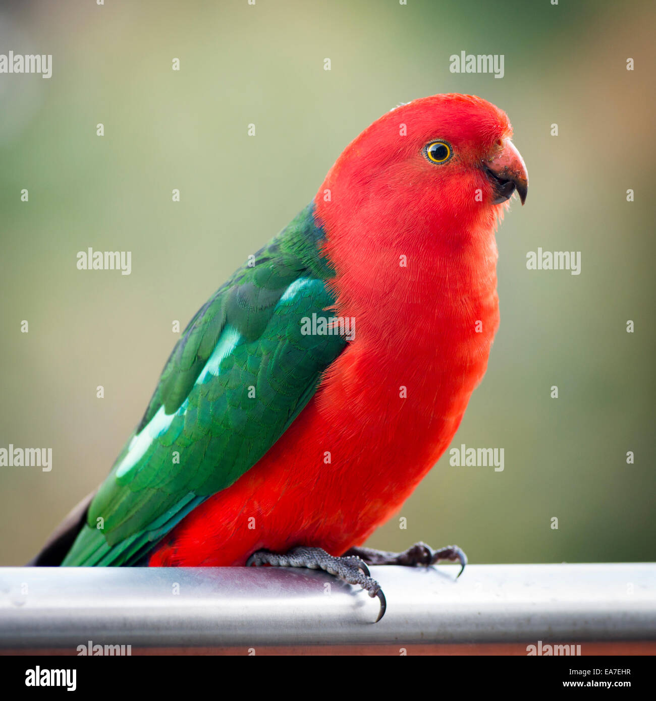 Colorful king parrot hi-res stock photography and images - Alamy
