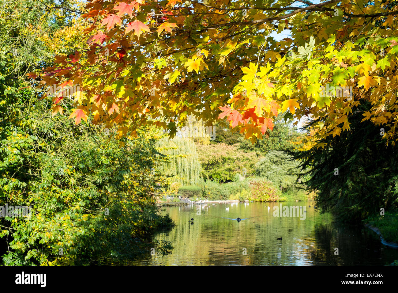 Hammersmith park london hi-res stock photography and images - Alamy