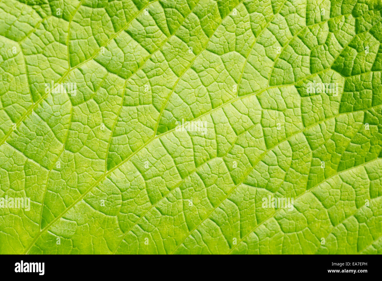 Green leaf background Stock Photo - Alamy