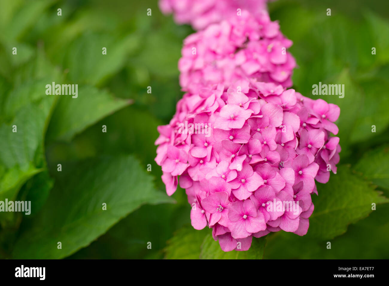 Pink hydrangea in nature Stock Photo - Alamy