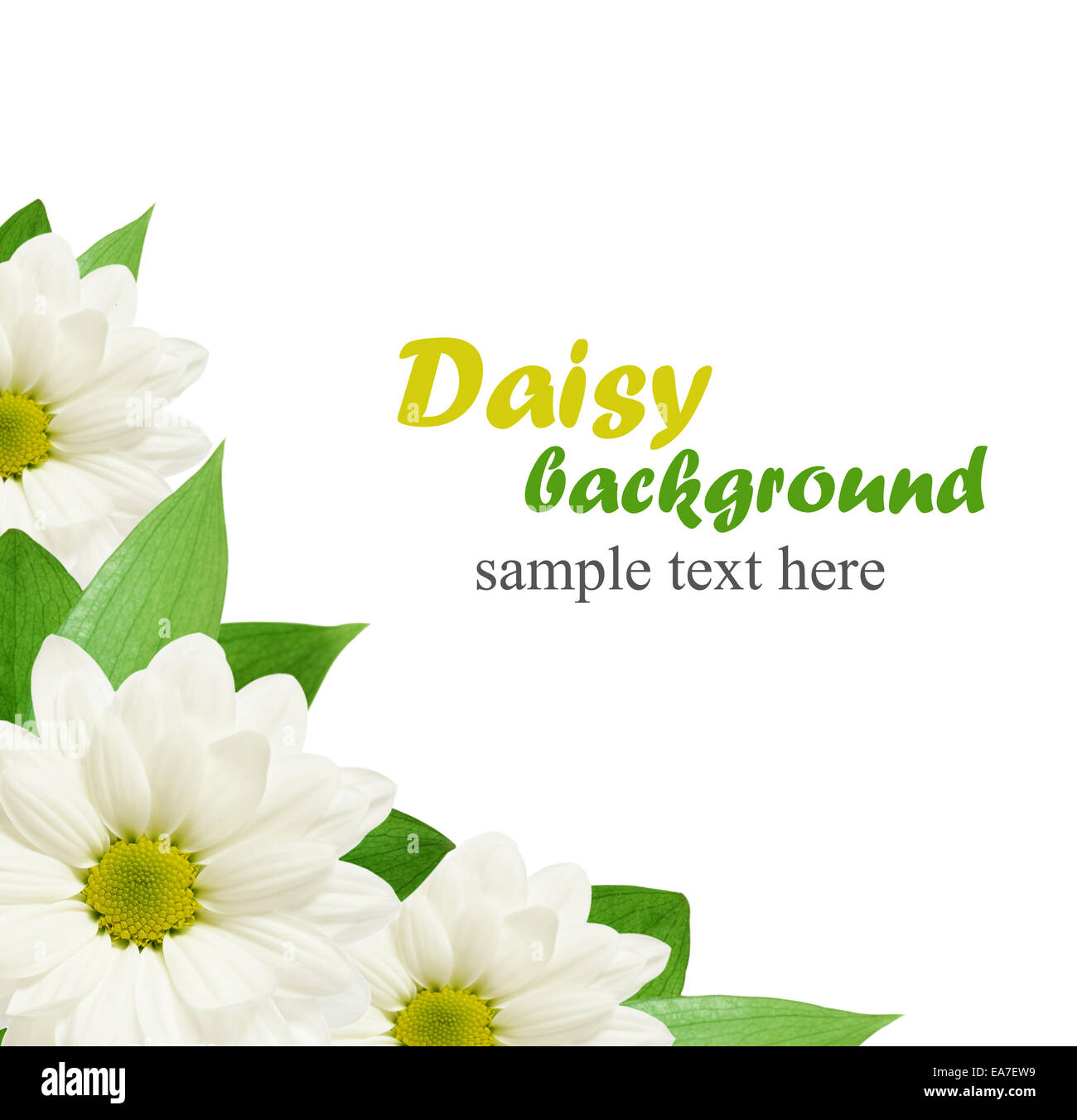 Daisy flowers corner isolated on white Stock Photo - Alamy