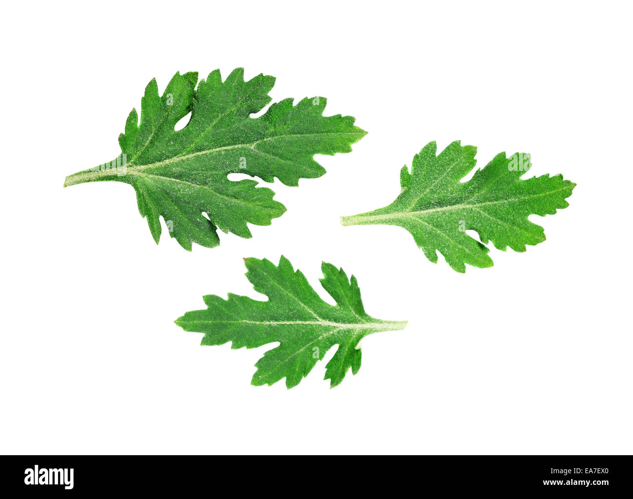 Green aster leaves isolated on white Stock Photo - Alamy