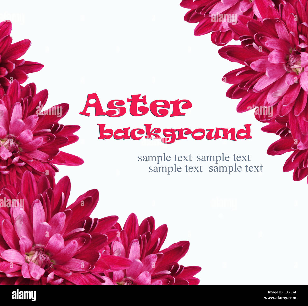 Aster flowers corners on white background Stock Photo - Alamy