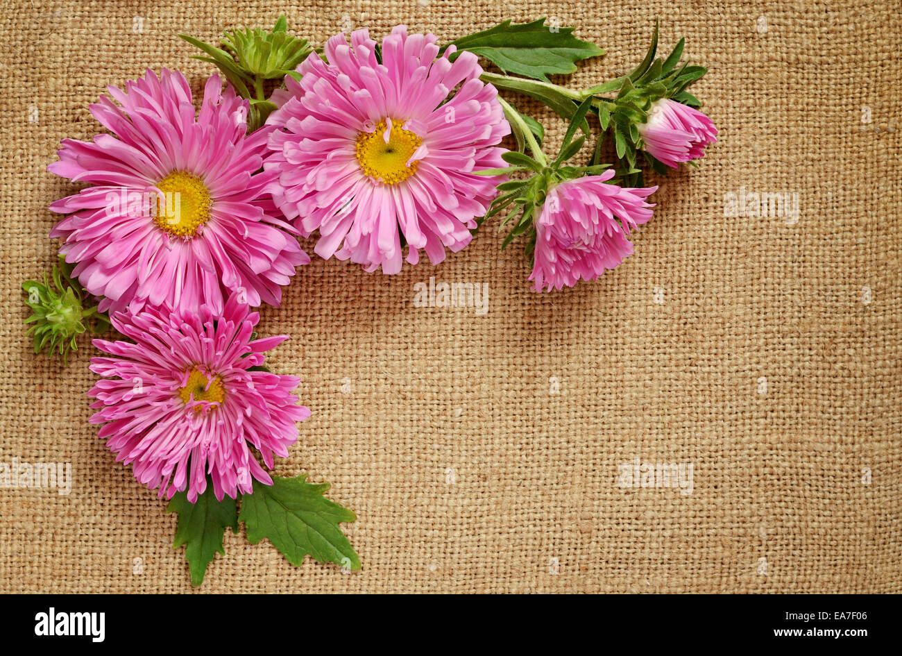Asters on brown canvas background Stock Photo - Alamy