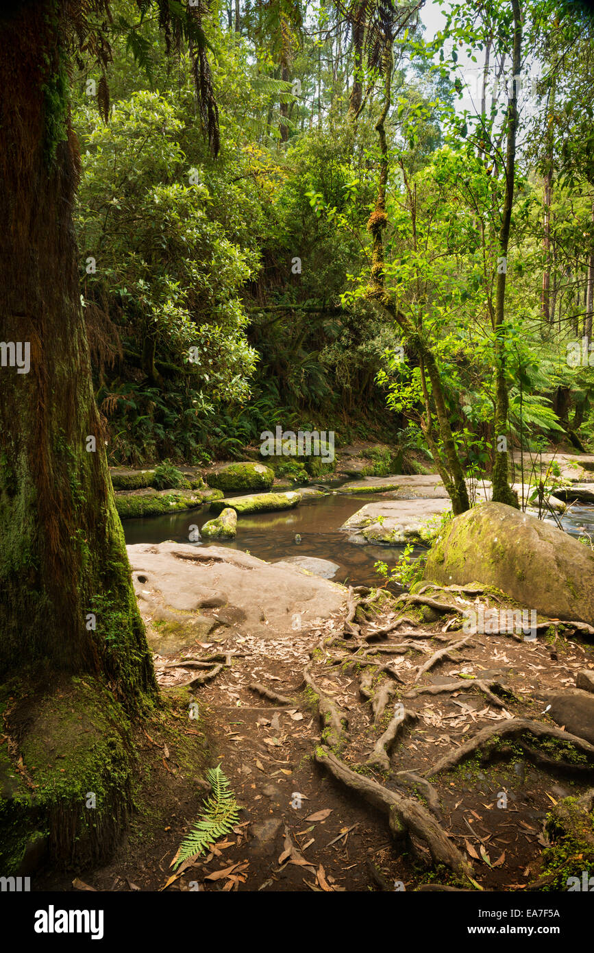 Forest in the Great Otways National Park along the Great Ocean Road ...