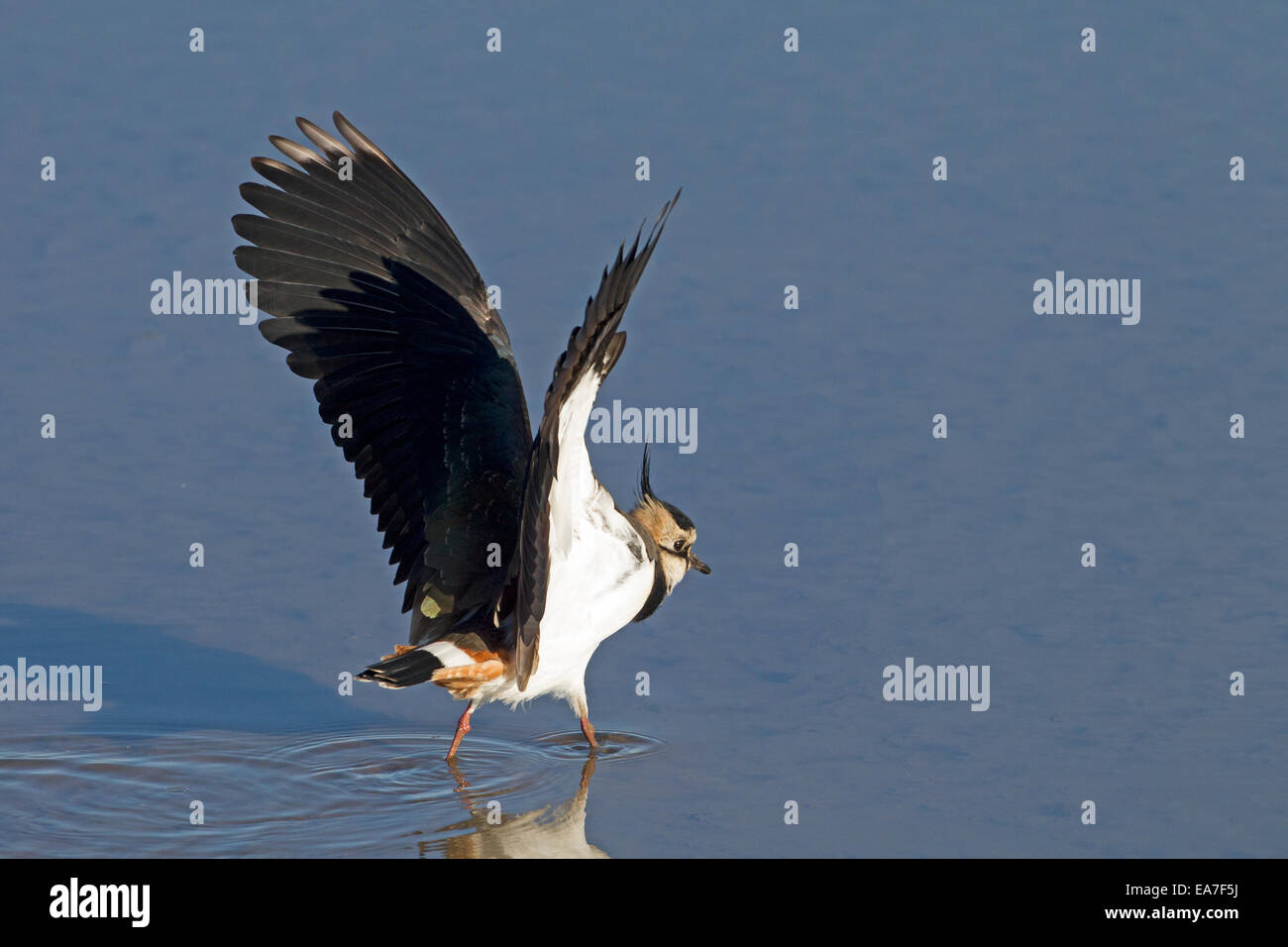 Northern lapwing migration hi-res stock photography and images - Alamy