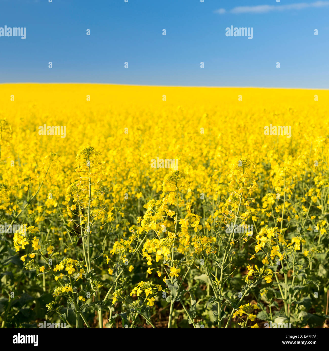 Rapeseed field with golden yellow flowers before harvest Stock Photo ...