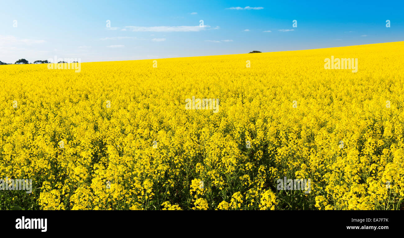 Rapeseed field with golden yellow flowers before harvest Stock Photo ...