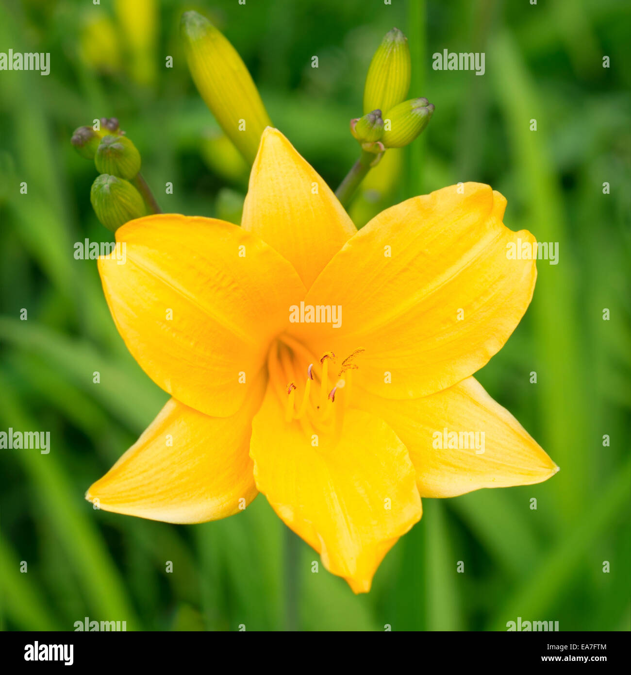 Yellow lily in nature Stock Photo - Alamy