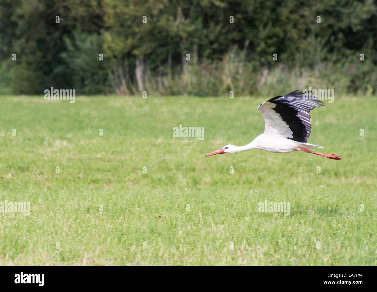 White stork flying hi-res stock photography and images - Alamy