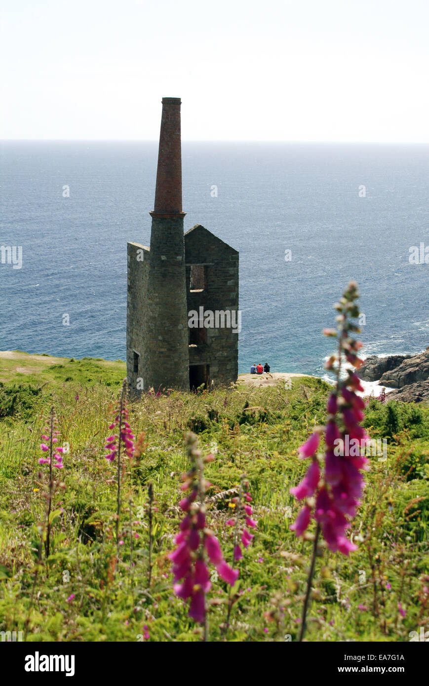 Rinsey Foxgloves & Wheal Prosper engine house near Porthleven Cornwall ...