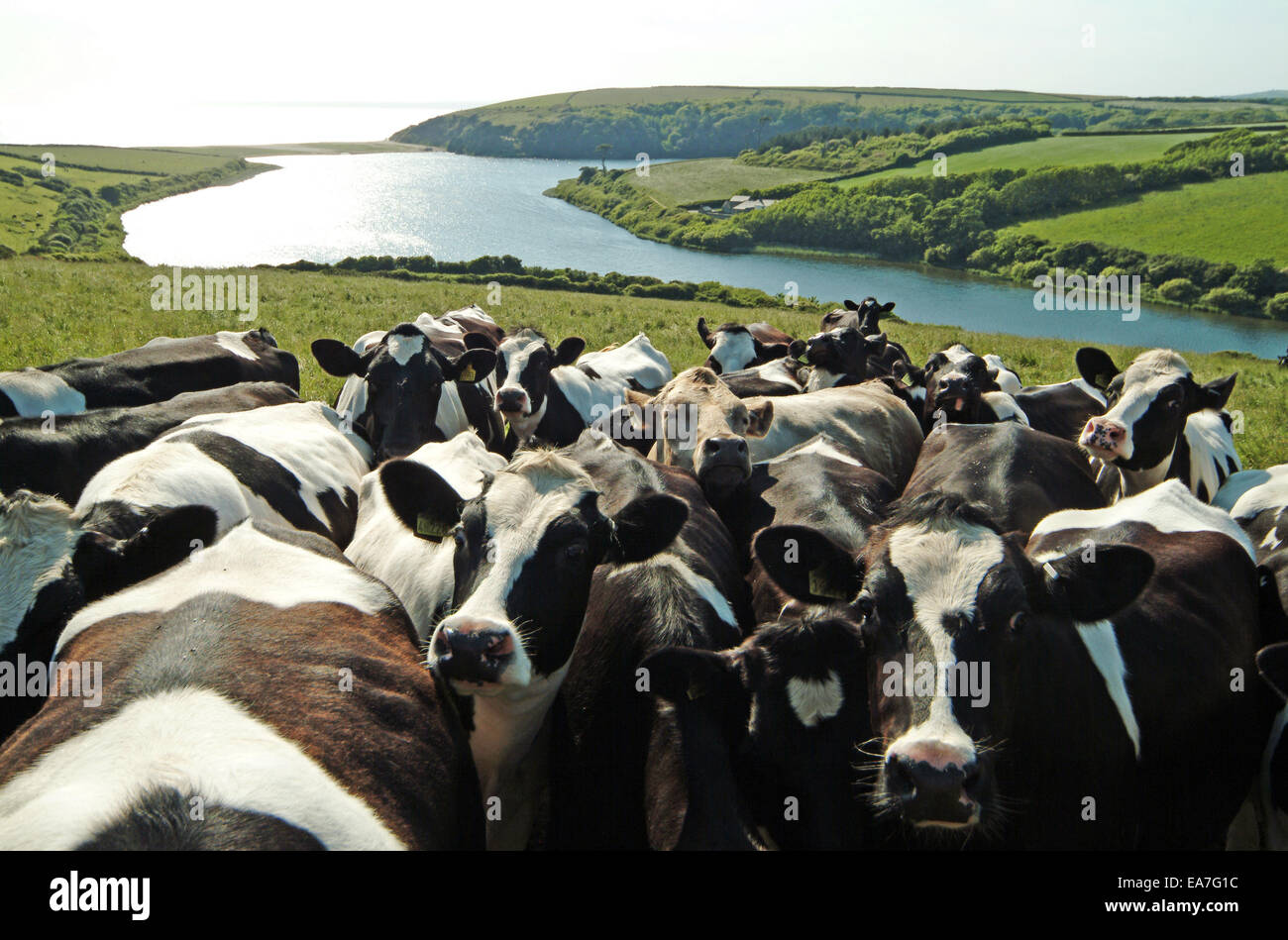 Loe Pool Carminowe Creek & Looe Bar with cattle in foreground Helston ...