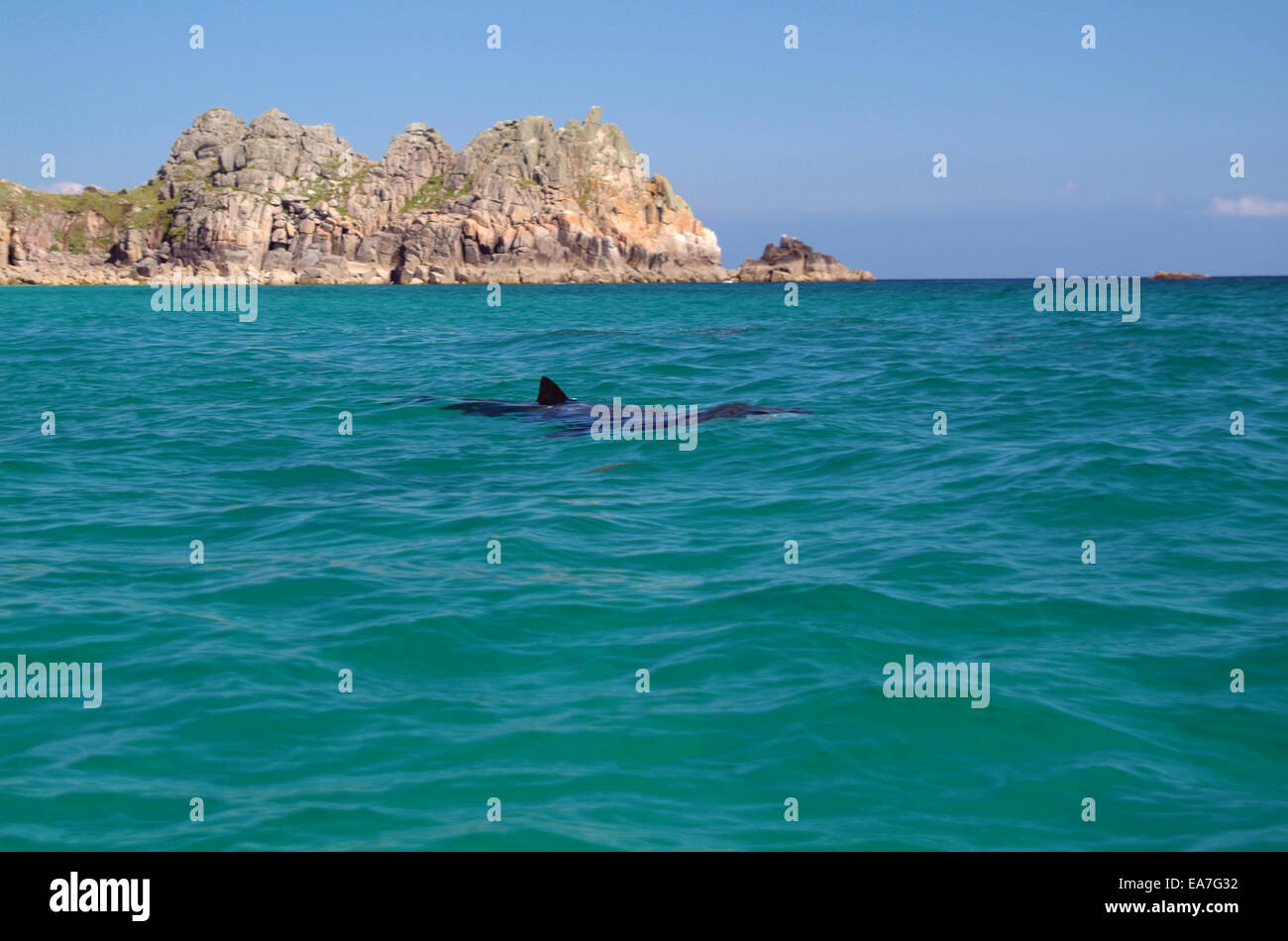 Basking Shark Cetorhinidae Cetorhinus maximus Porthcurno with Logans ...