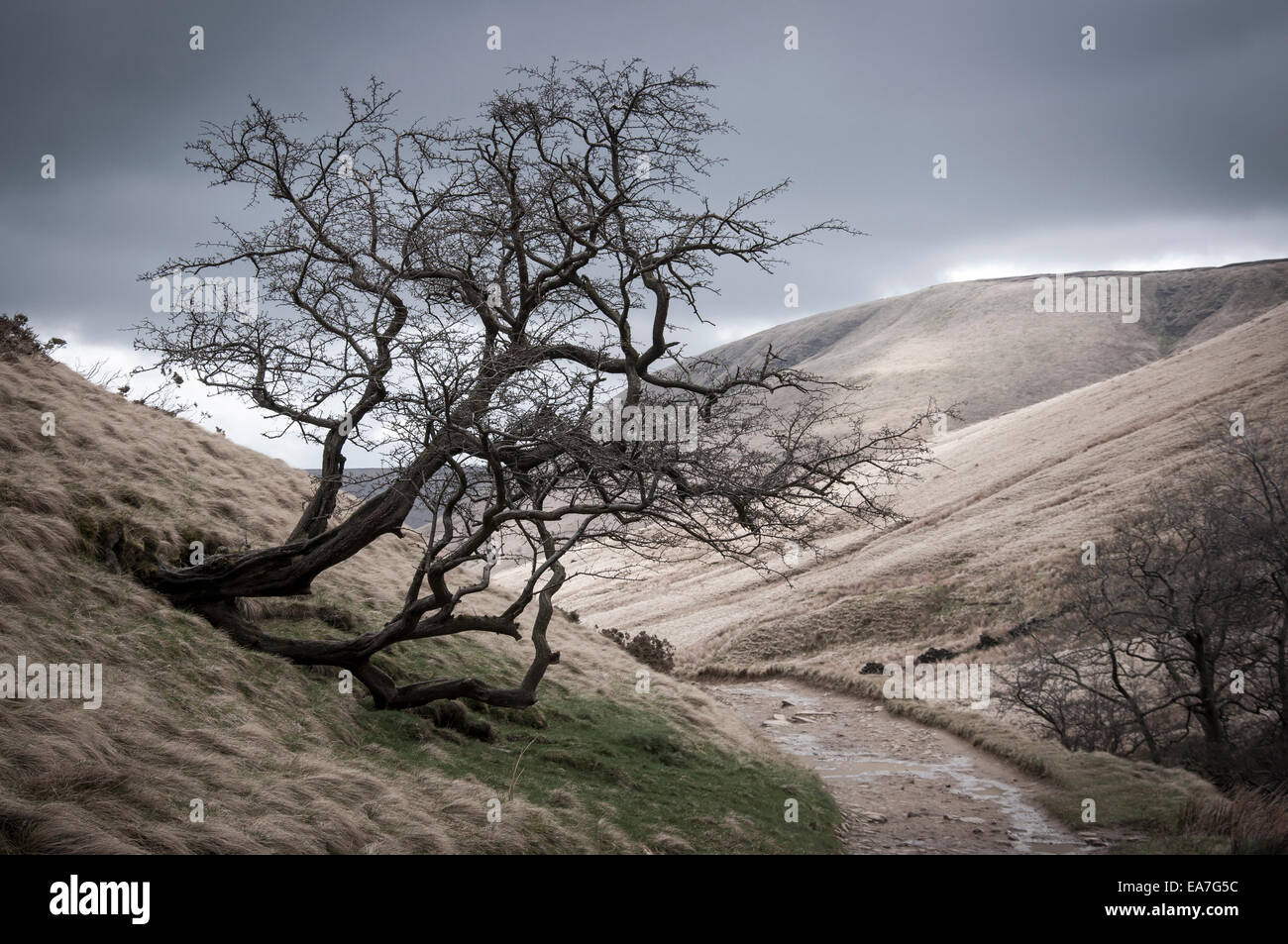 Old Hawthorn with bare branches hanging over the path to Jacobs ladder ...