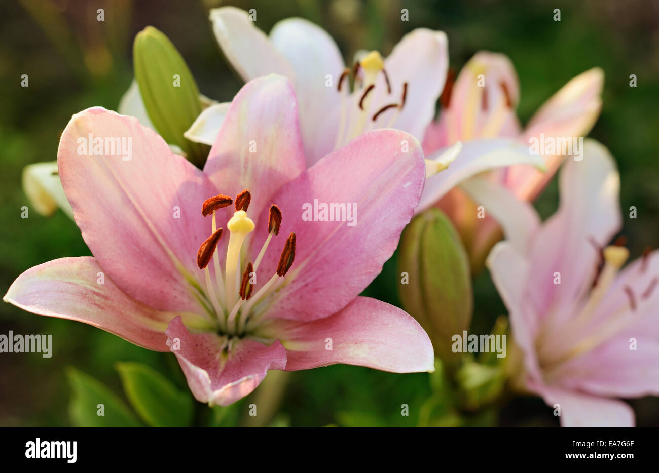 Pink lilies blooming in the garden Stock Photo - Alamy