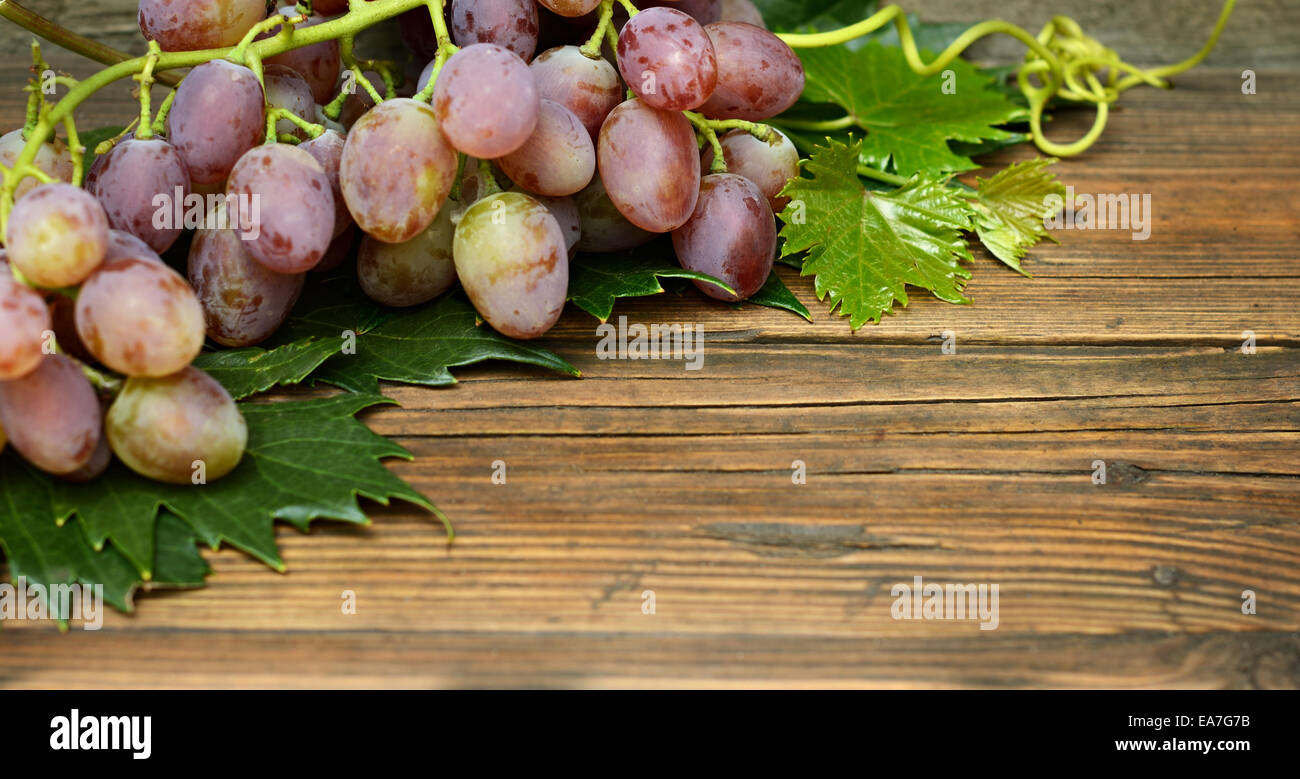 Red green grapes harvesting hi-res stock photography and images - Alamy