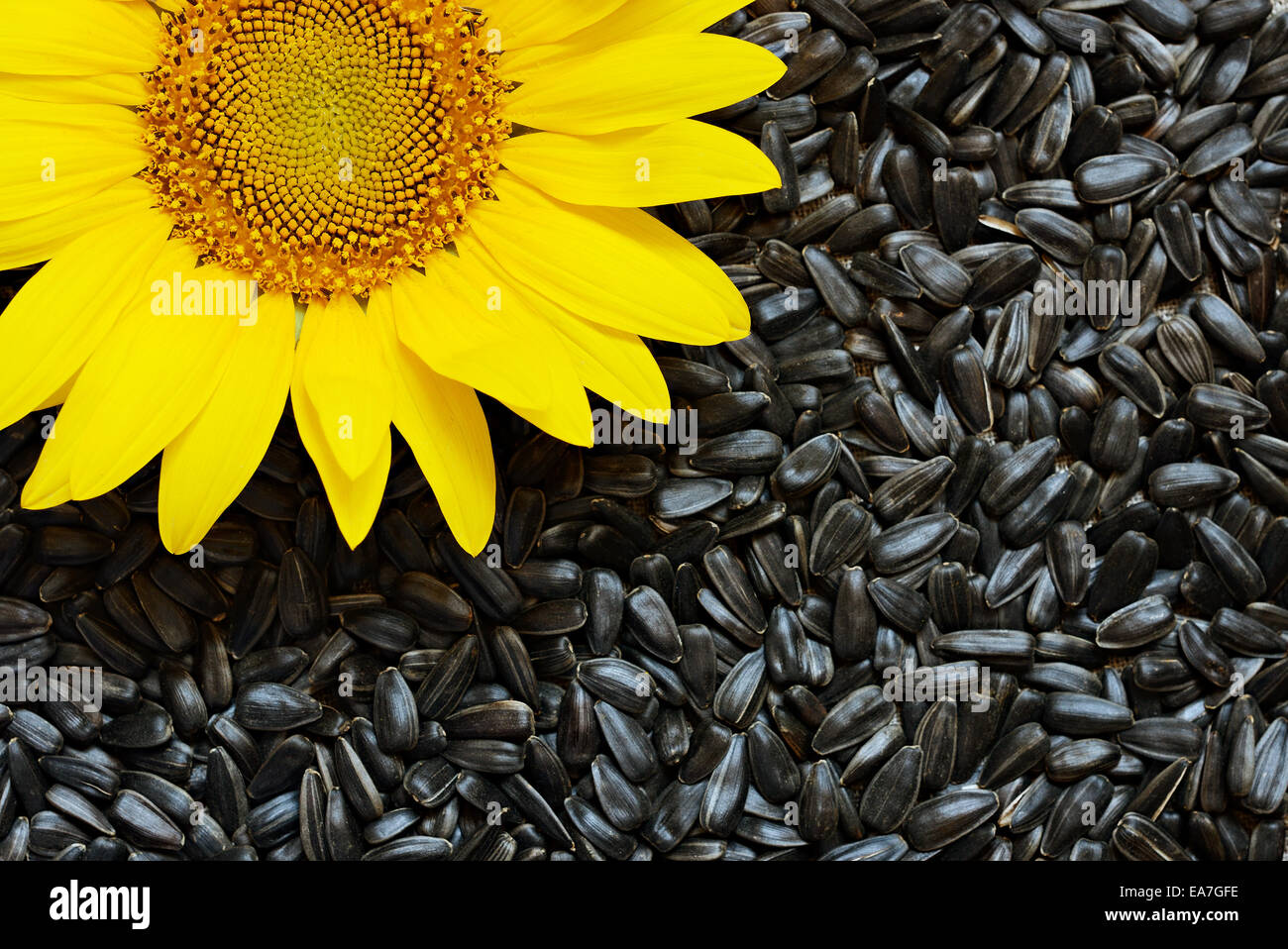 Black oil sunflower seeds hi-res stock photography and images - Alamy