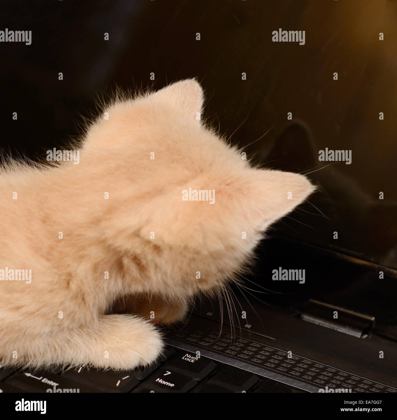 Animal computer monitor hi-res stock photography and images - Alamy