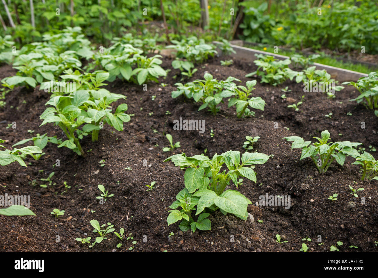 Potato plants hi-res stock photography and images - Alamy