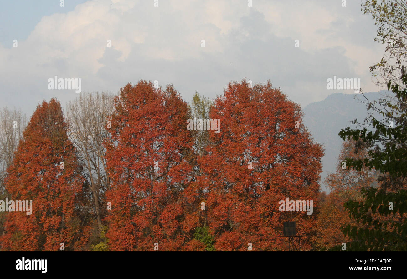 Srinagar, Indian Administered Kashmir. 8th Nov, 2014. Kashmiri Muslims ...
