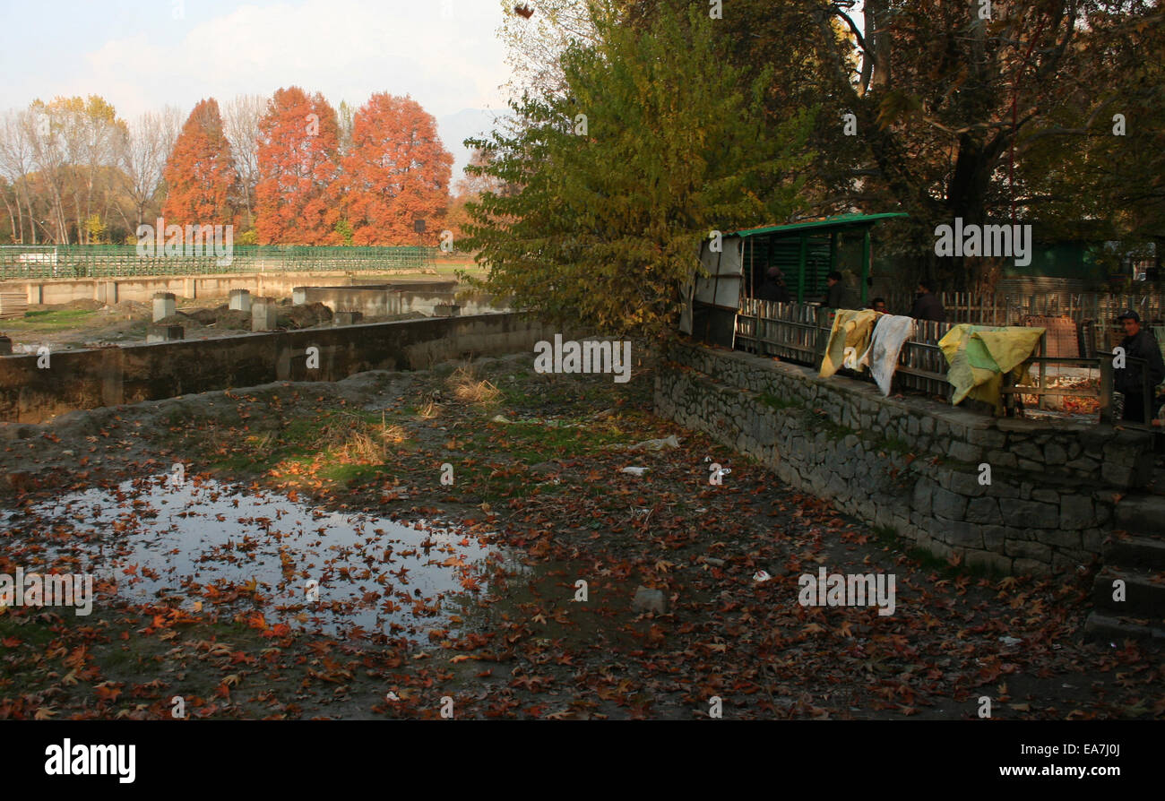 Oriental plane tree chinar in kashmiri hi-res stock photography and ...