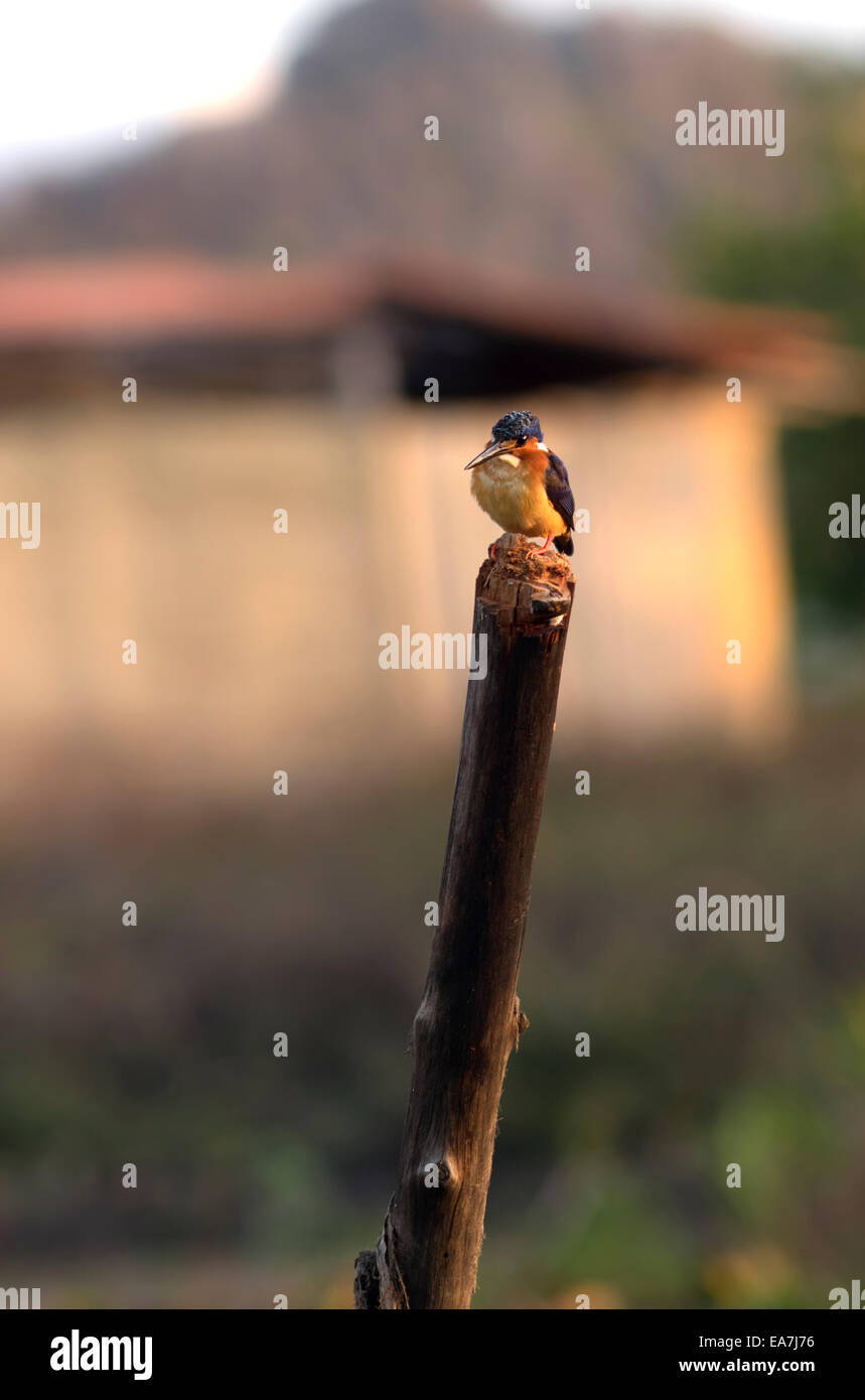 Malagasy kingfisher alcedo vintsioides hi-res stock photography and ...