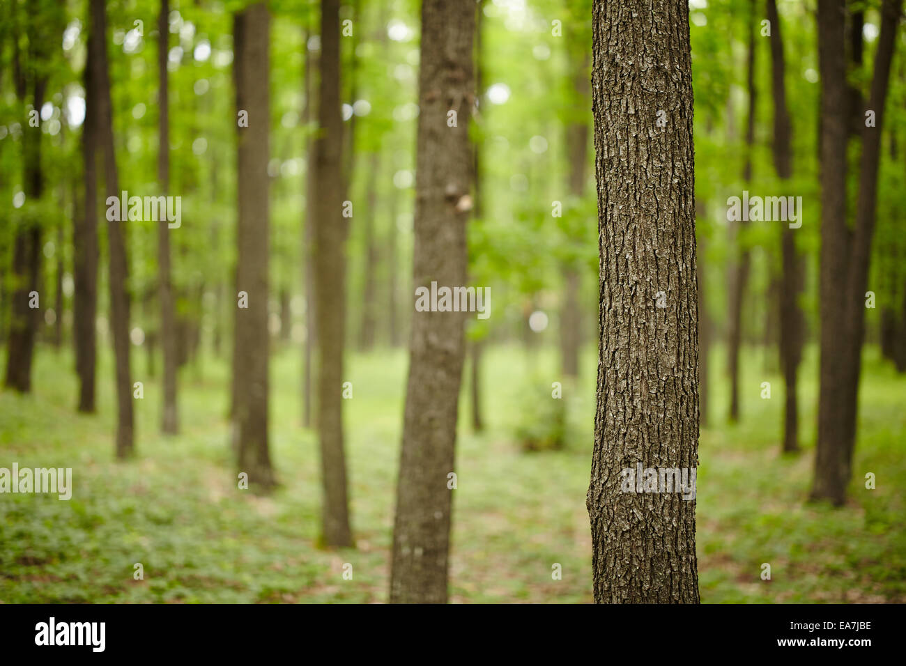 Young oak trees forest with focus on the first tree, blurred background ...