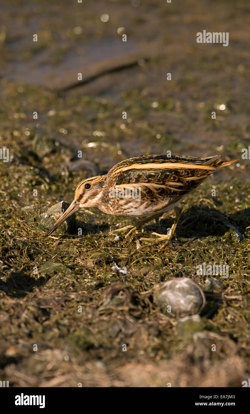 Jack Snipe feeding portrait Stock Photo - Alamy