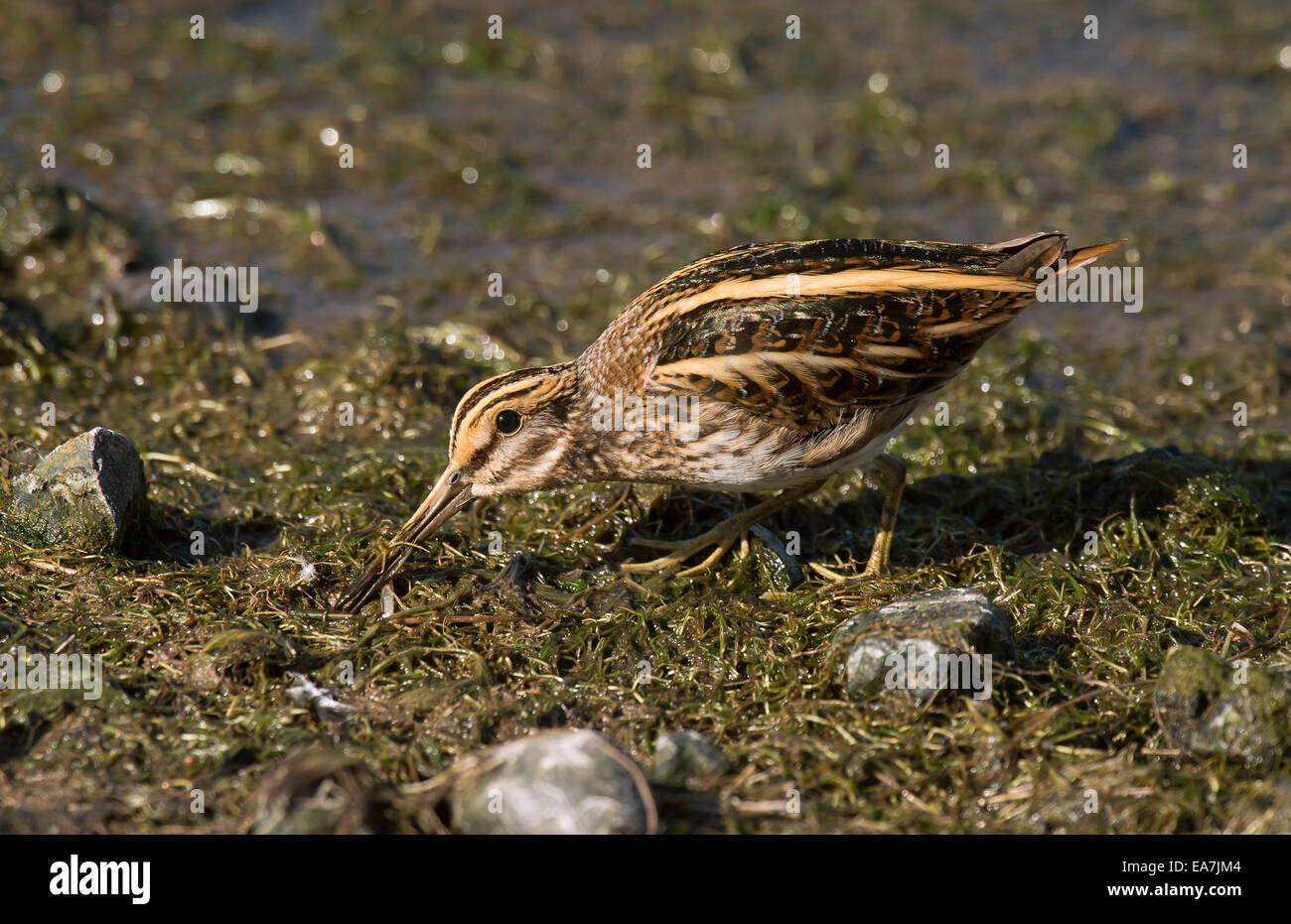 Jack Snipe feeding portrait Stock Photo - Alamy