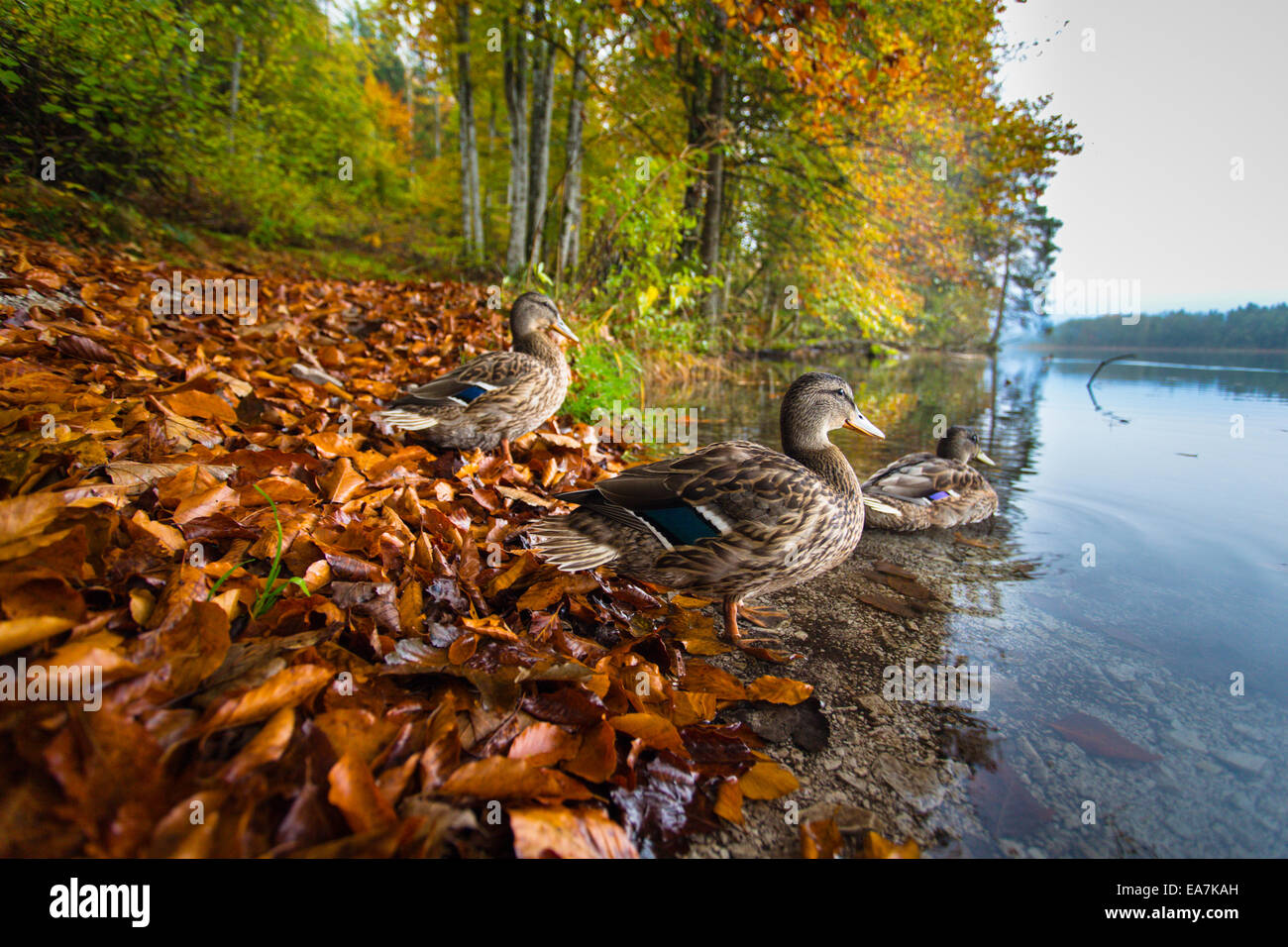 Oberosterreichisches tier hi-res stock photography and images - Alamy