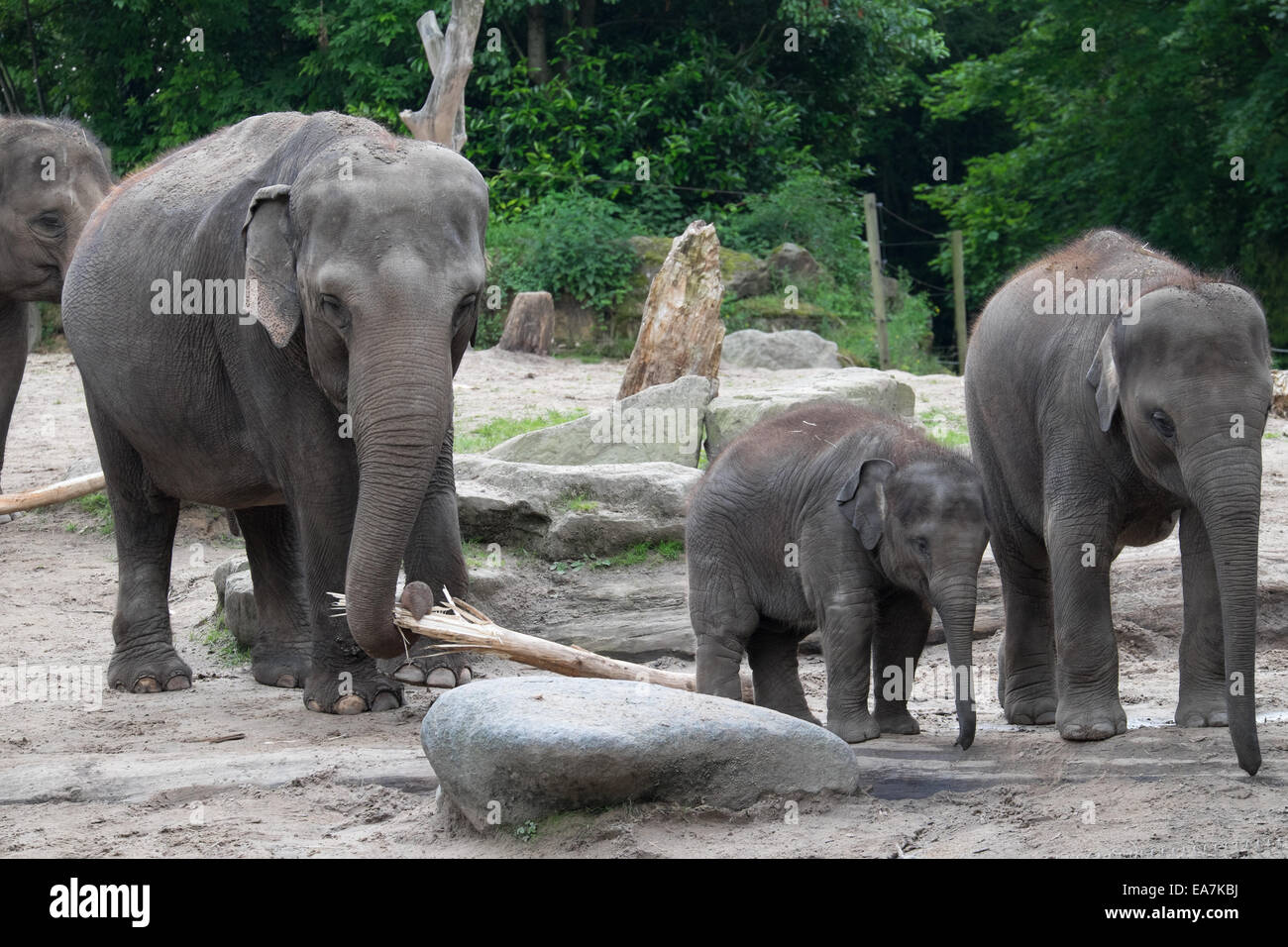 Elephants in a zoo Stock Photo - Alamy