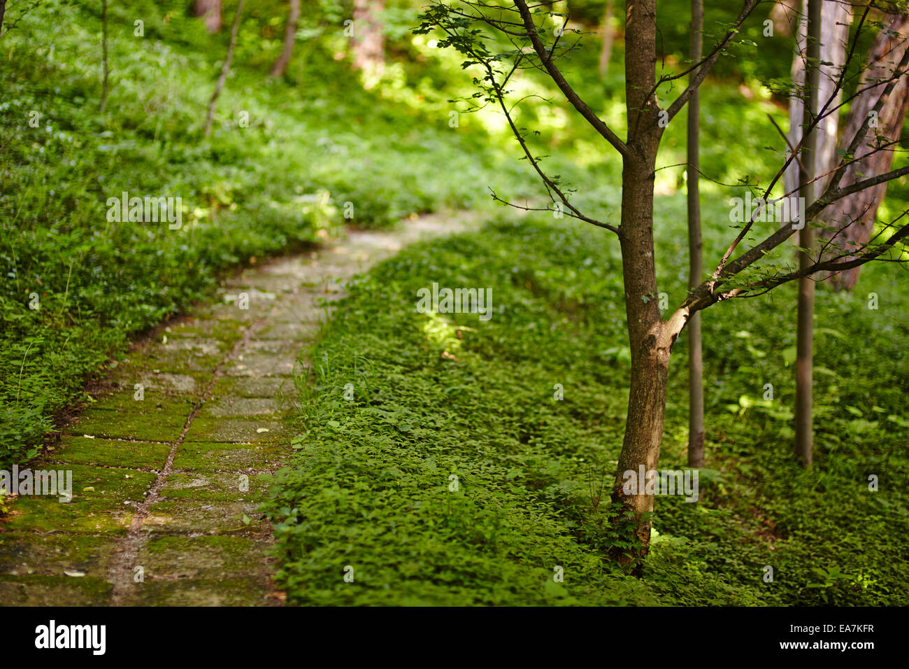 Stone paved alley in a park with selective focus Stock Photo - Alamy