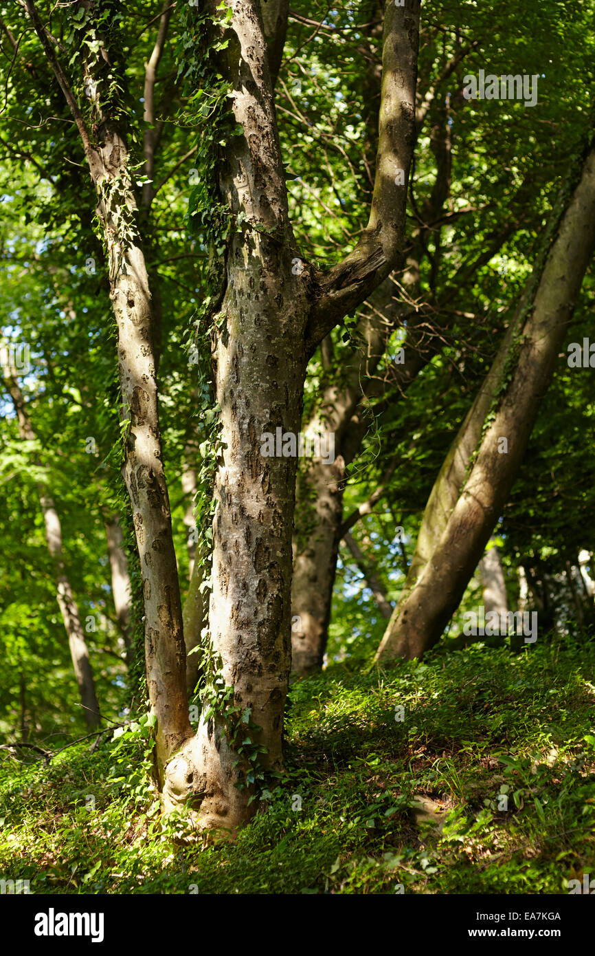 A large tree in a park with several trunks from the same place Stock ...