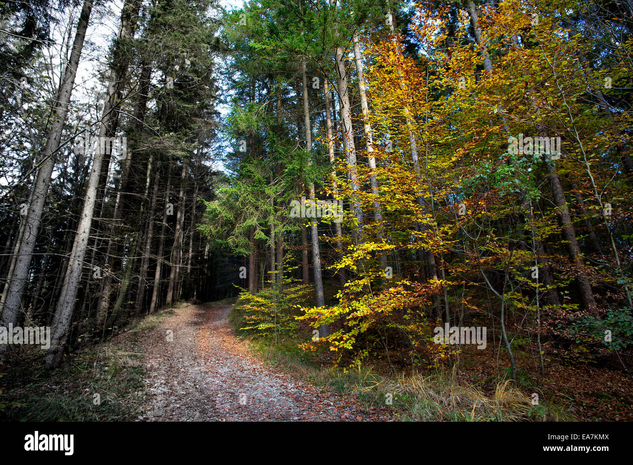 Acid forest hi-res stock photography and images - Alamy