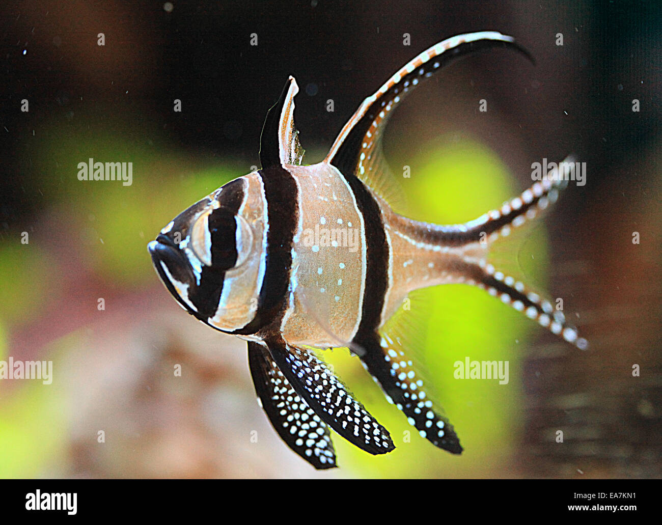Kaudern's Cardinal Fish Pterapogon kauderni Stock Photo - Alamy
