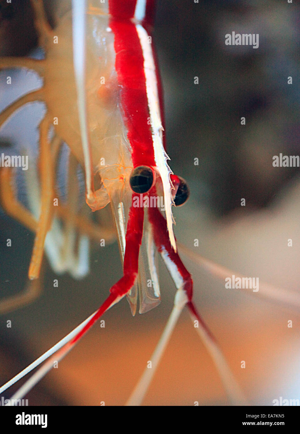 Scarlet cleaner shrimp hi-res stock photography and images - Alamy