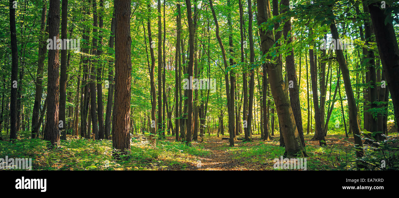 Panorama lush green summer forest hi-res stock photography and images ...