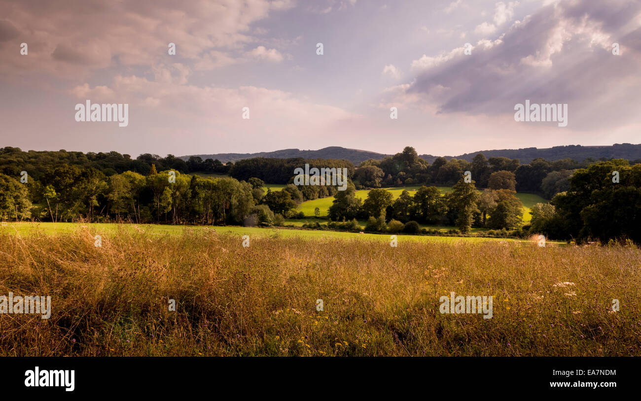 The garden of composer Ned Bigham at his West Sussex home - Bignor Park ...