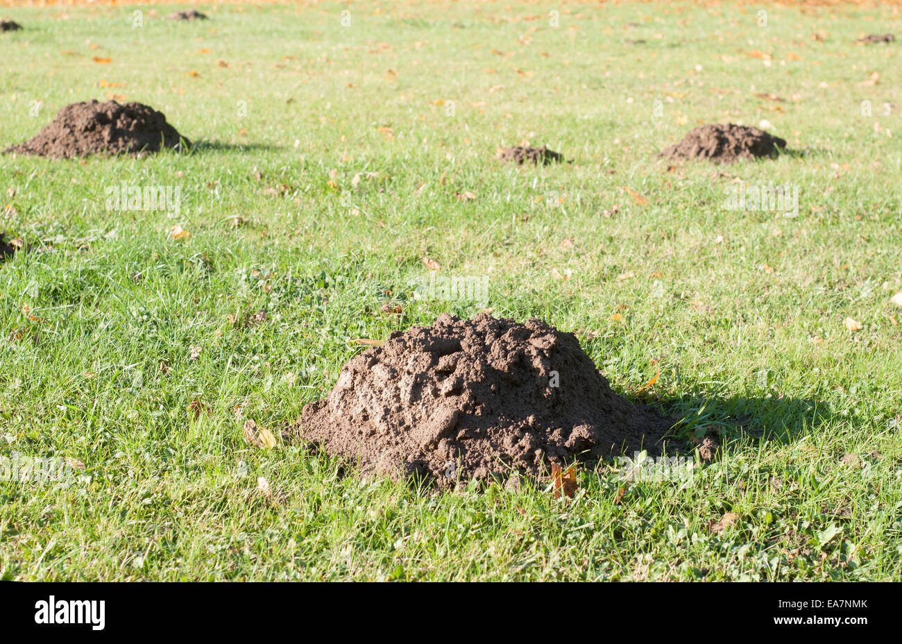 Mole mounds in the sport stadium Stock Photo - Alamy