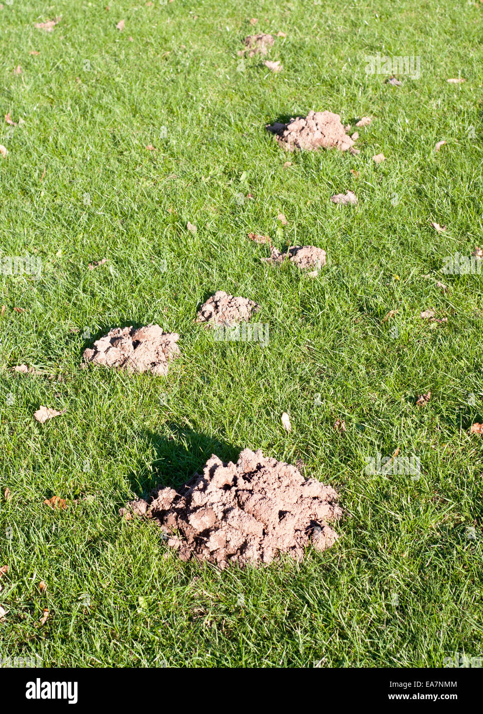 Mole mounds in the sport stadium Stock Photo - Alamy