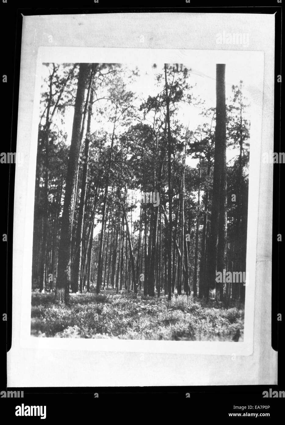 This image may depict scenes from the turpentine industry, possibly ...