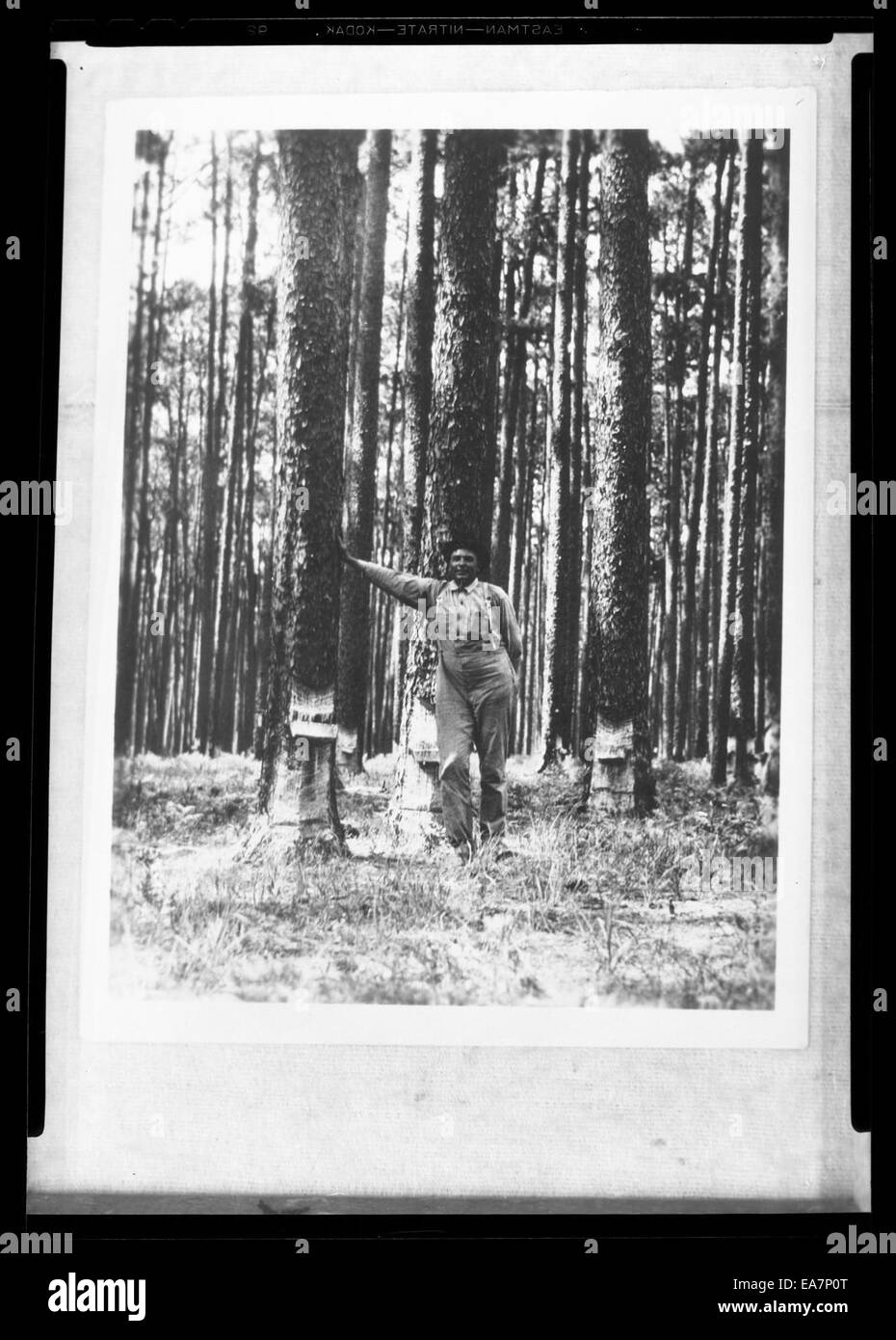 This image depicts the process of turpentine extraction in a forest ...