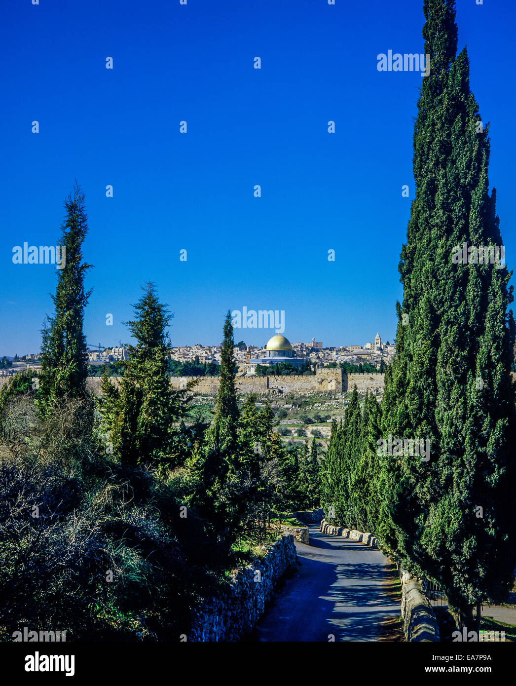 Israel jerusalem tree cypress hi-res stock photography and images - Alamy