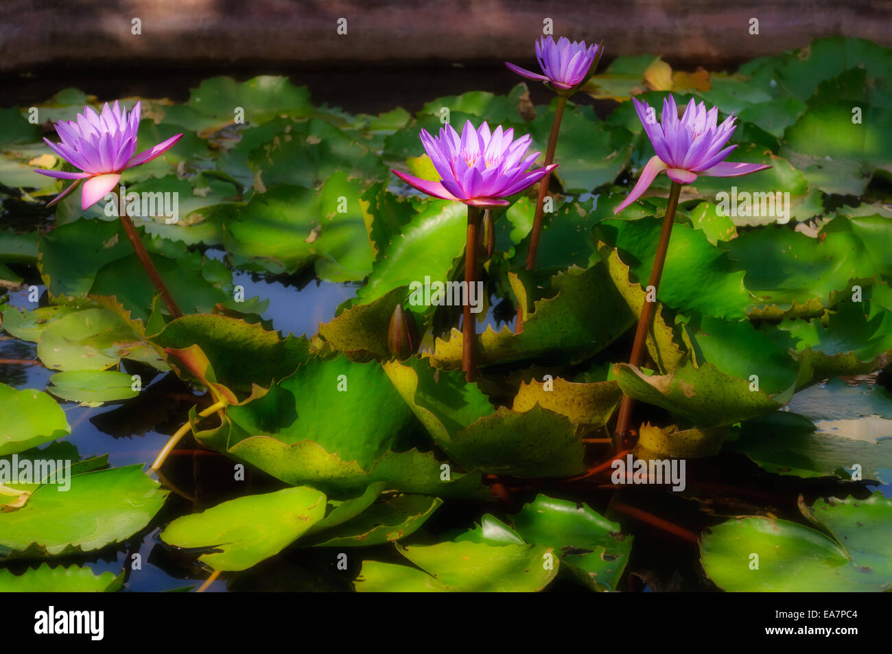 Water-lily flowers in a pond, Jaswant Thada, Jodhpur, Rajasthan, India ...