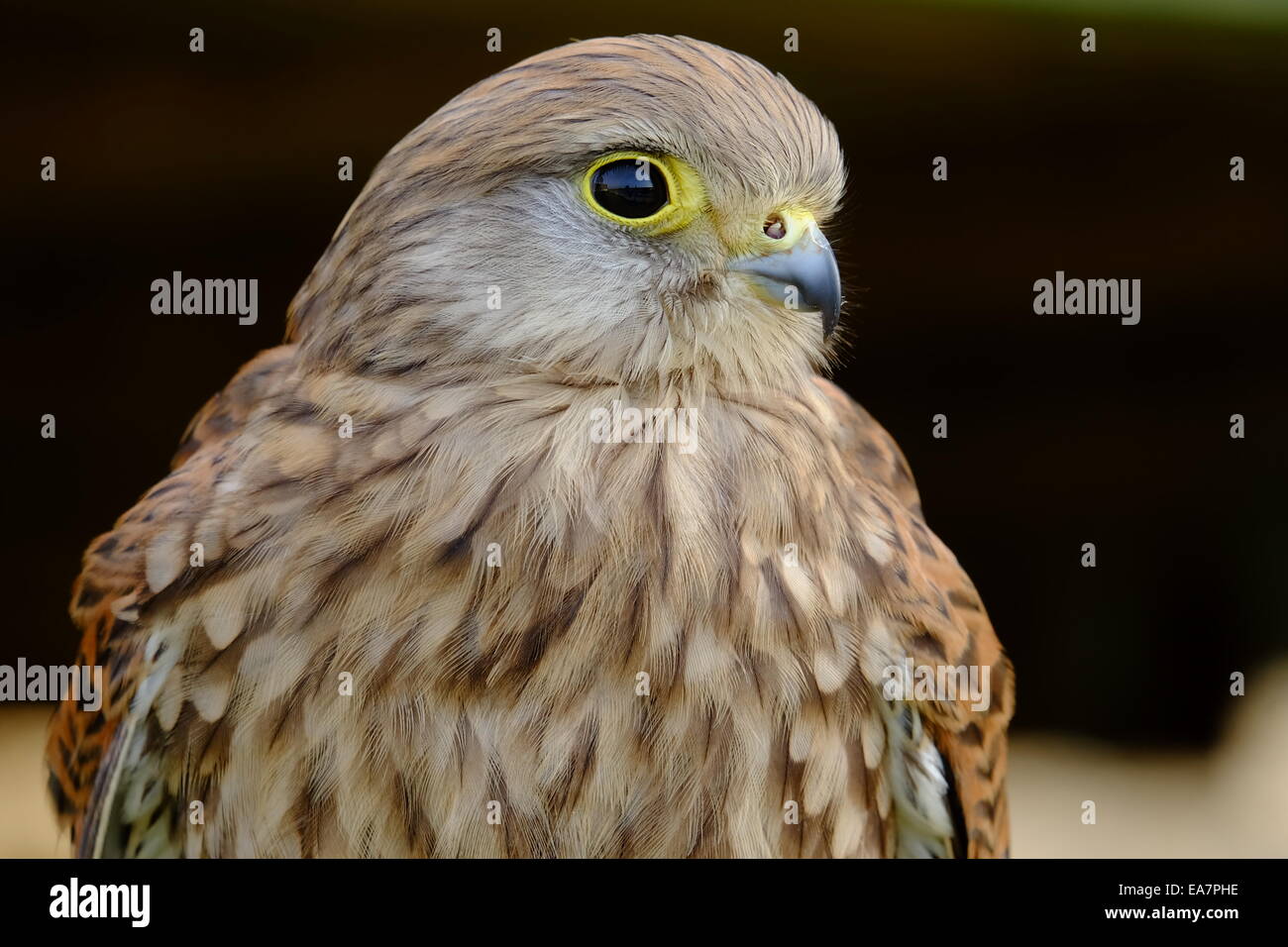 Kestrel feathers hi-res stock photography and images - Alamy
