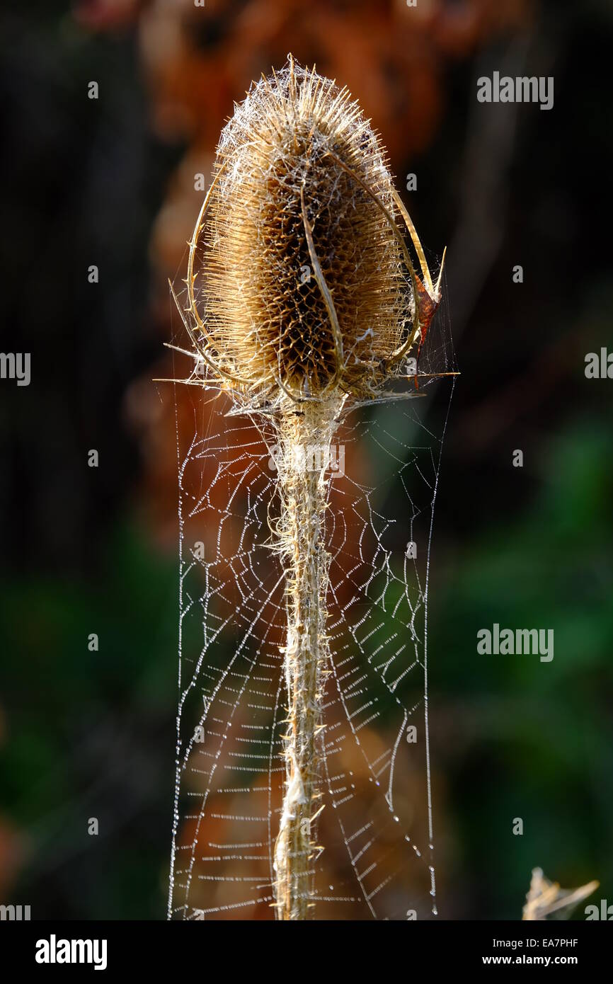 Cob web hi-res stock photography and images - Alamy