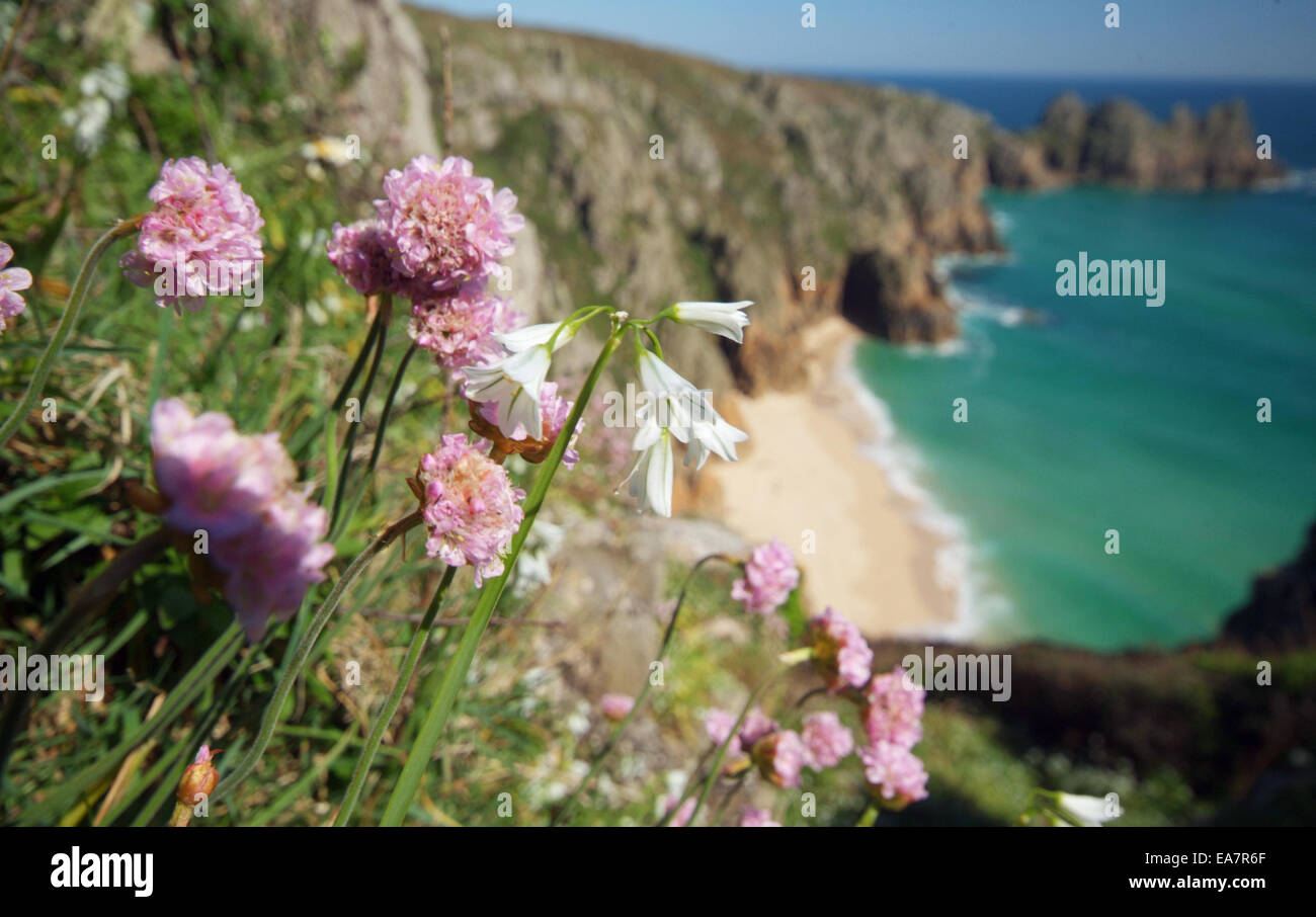 Close up of Spring flowers on clifftop above beach & sea at Porthcurno ...