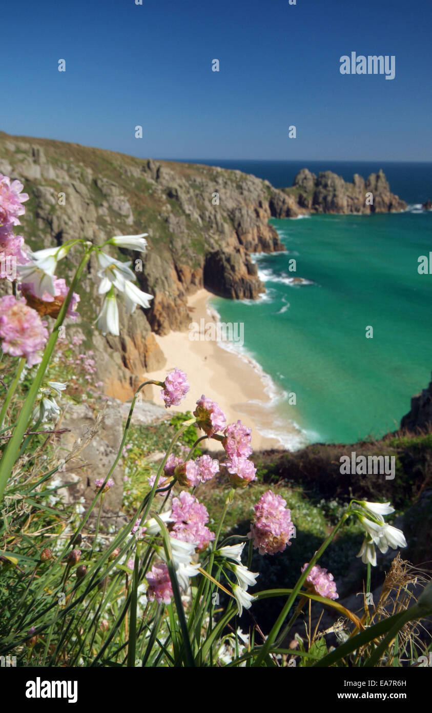 Close up of Spring flowers on clifftop above beach & sea at Porthcurno ...
