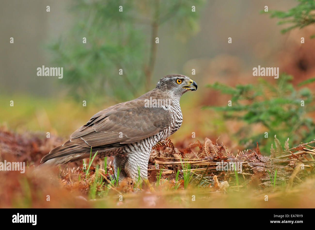 Common goshawk hi-res stock photography and images - Alamy